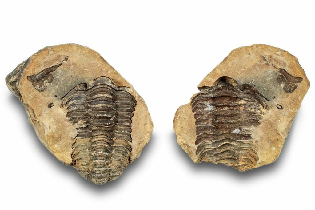 Moroccan Trilobite Guide: Types, Real vs Fake, and Buying Tips | Sahara ...