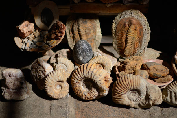 Erfoud Fossils: What You Can Find Near Erfoud, Morocco | Sahara Fossils