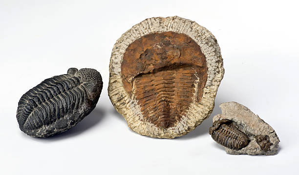 Erfoud Fossils: What You Can Find Near Erfoud, Morocco | Sahara Fossils