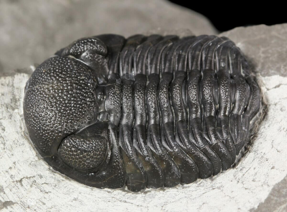 Moroccan Trilobite Guide: Types, Real vs Fake, and Buying Tips | Sahara ...