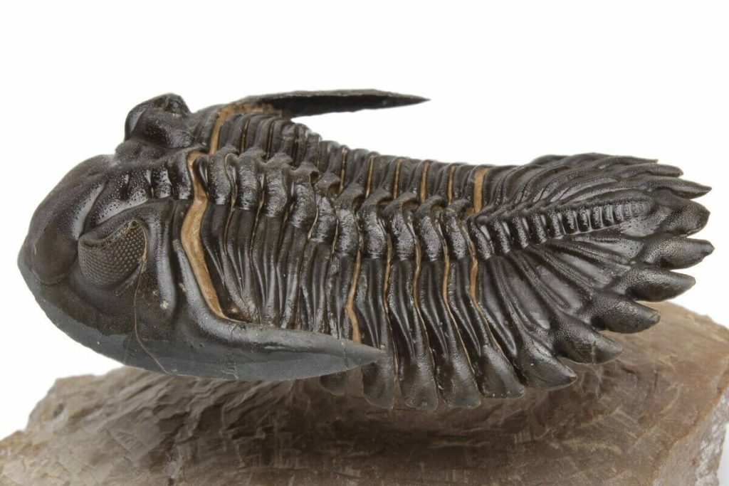 Moroccan Trilobite Guide: Types, Real vs Fake, and Buying Tips | Sahara ...