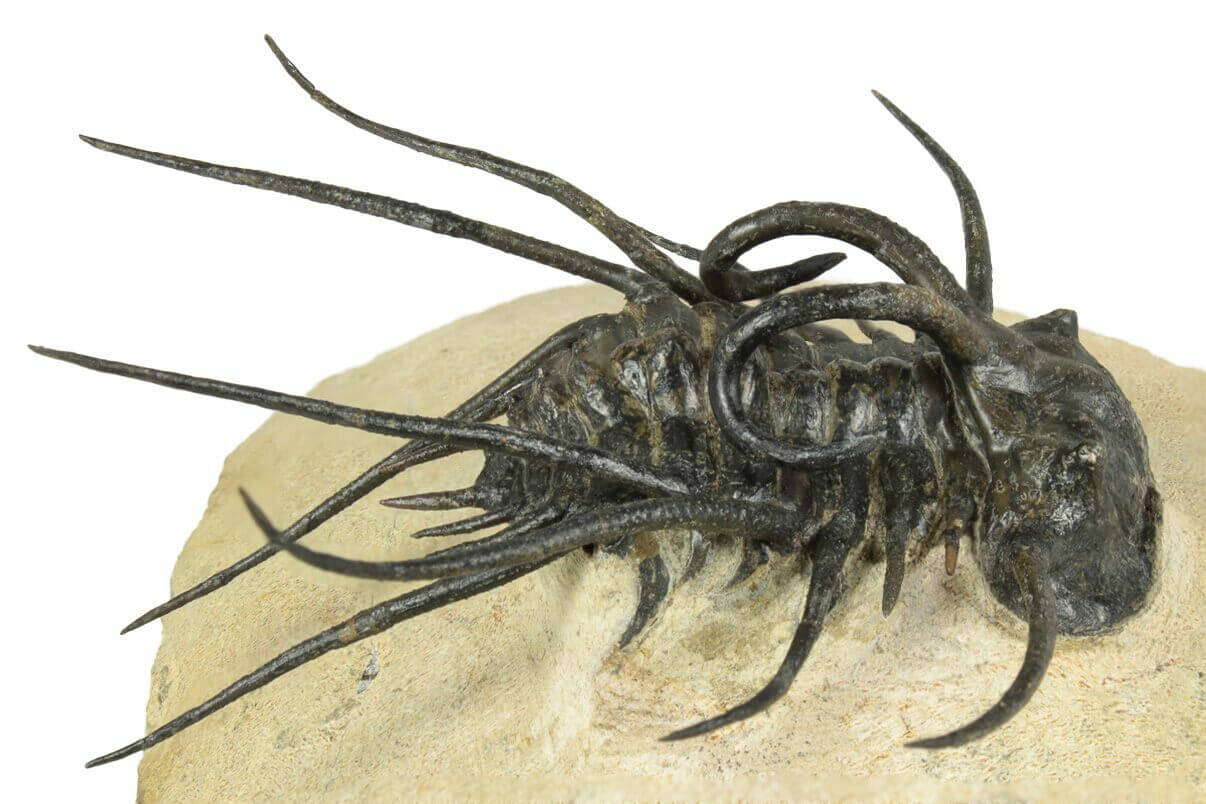 Moroccan Trilobite Guide: Types, Real vs Fake, and Buying Tips | Sahara ...