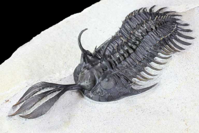 Moroccan Trilobite Guide: Types, Real vs Fake, and Buying Tips | Sahara ...